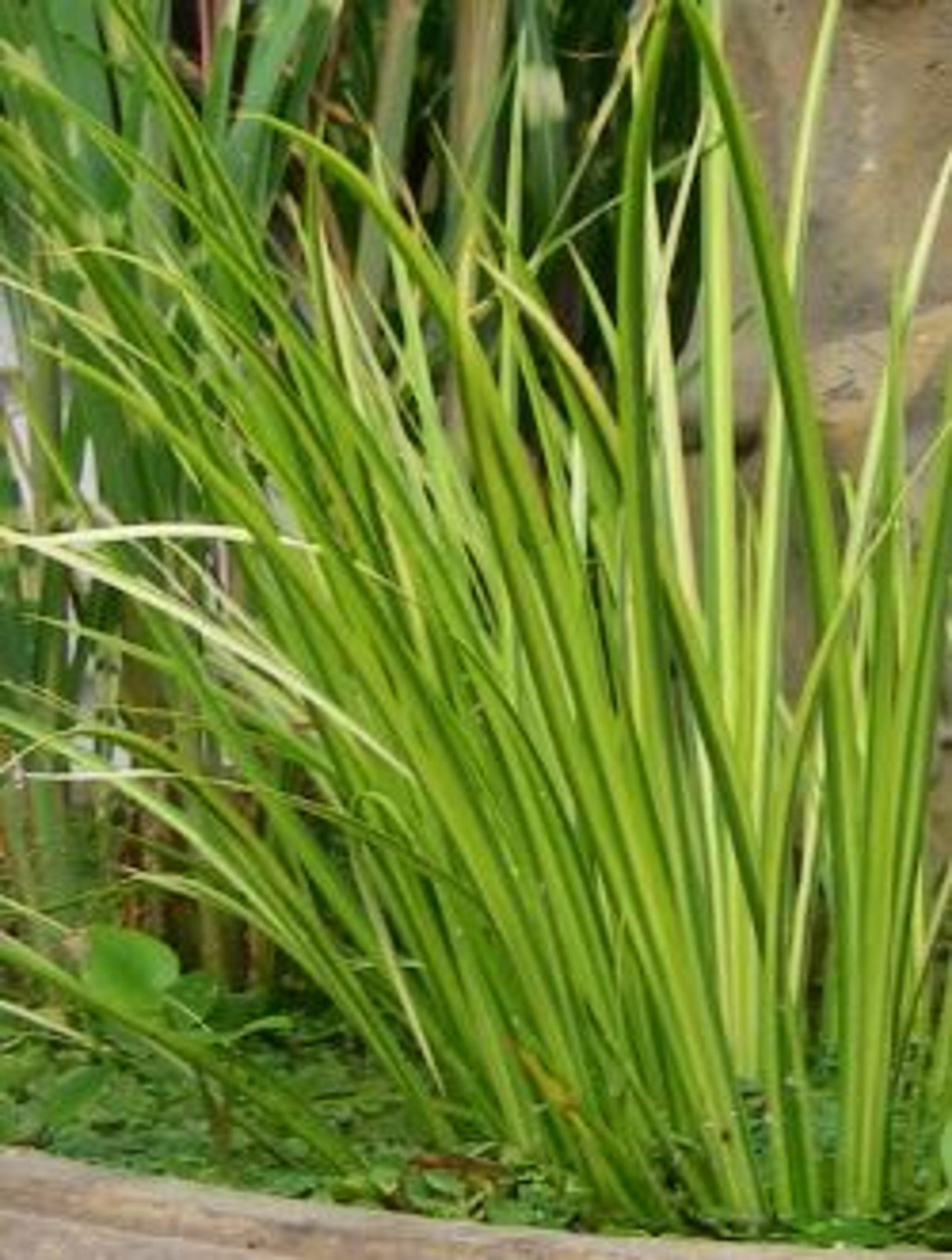 Acorus gramineus - Aquaplantes