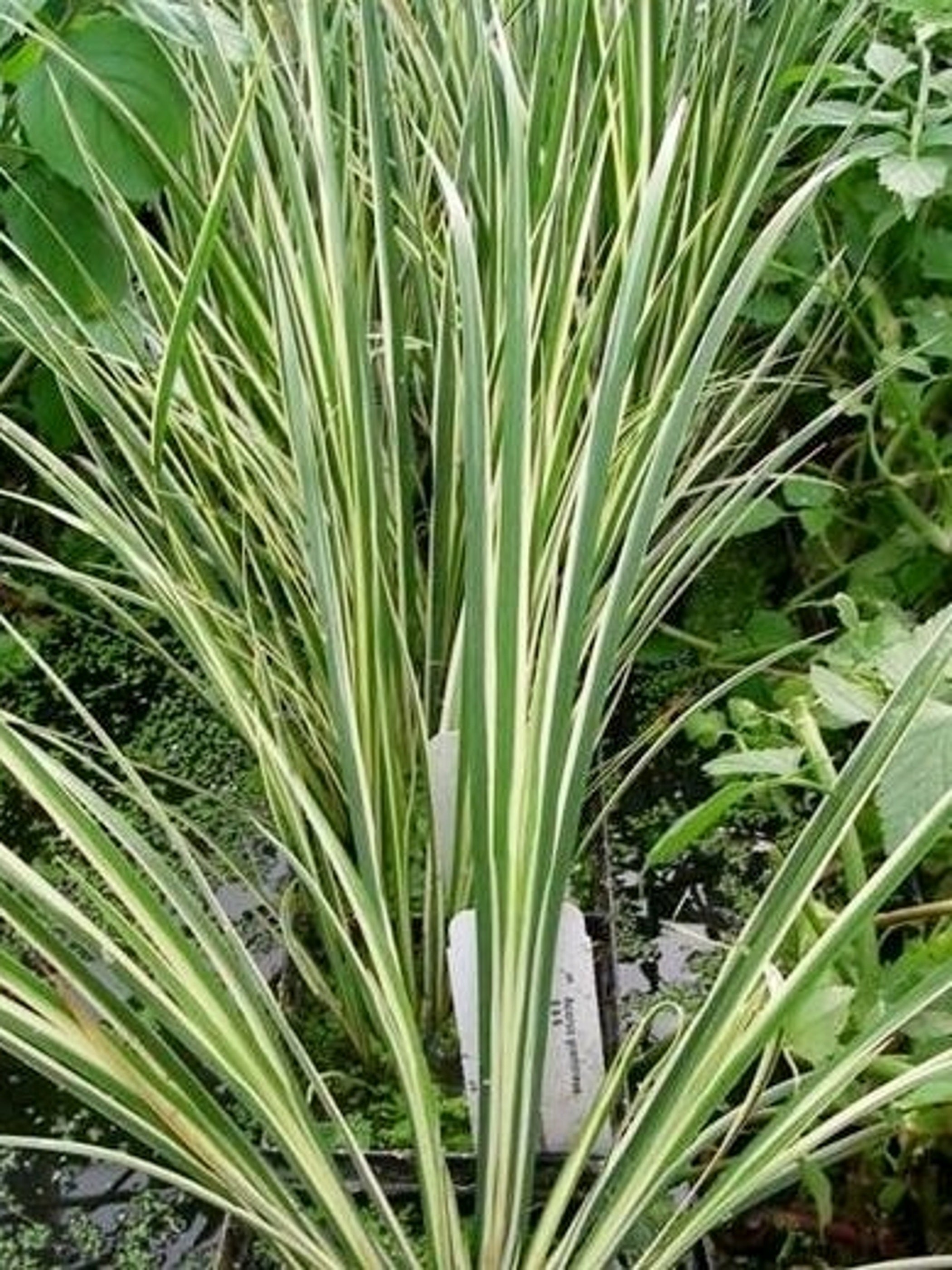 Acorus gramineus variegatus - Aquaplantes