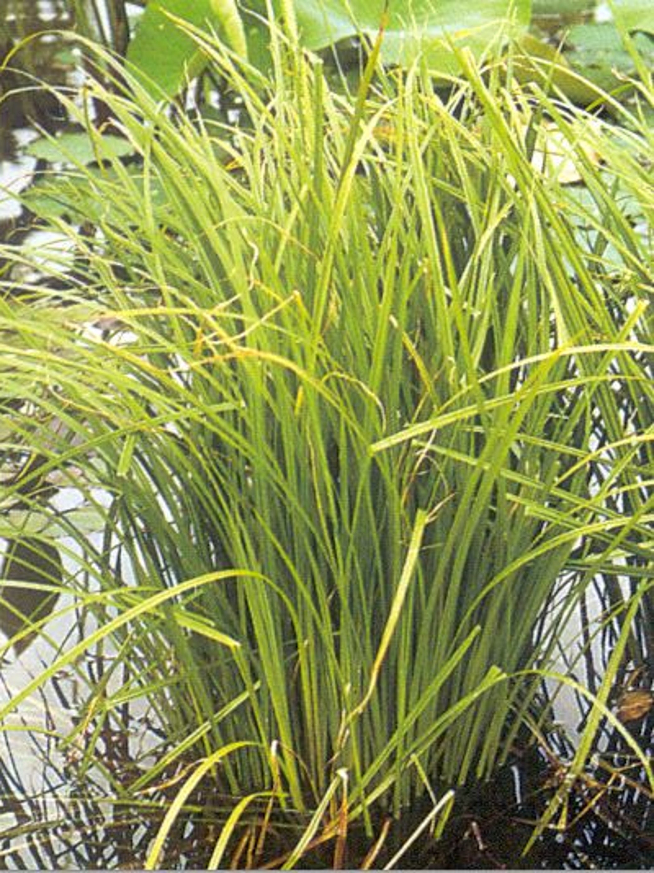 Carex spp - Aquaplantes