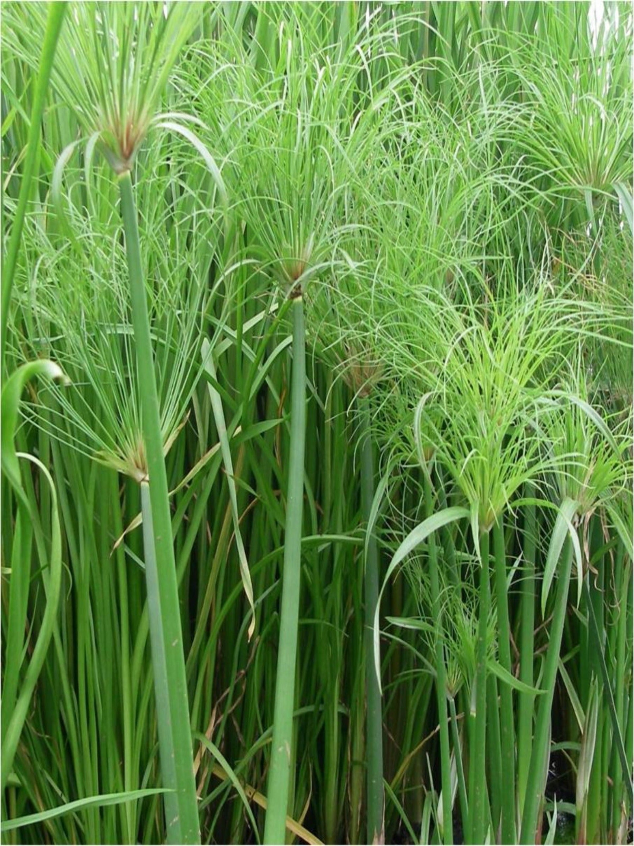 Cyperus percamenthus - Aquaplantes
