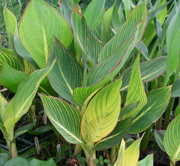 Canna americanallis variegata «Bengal tiger» - Aquaplantes