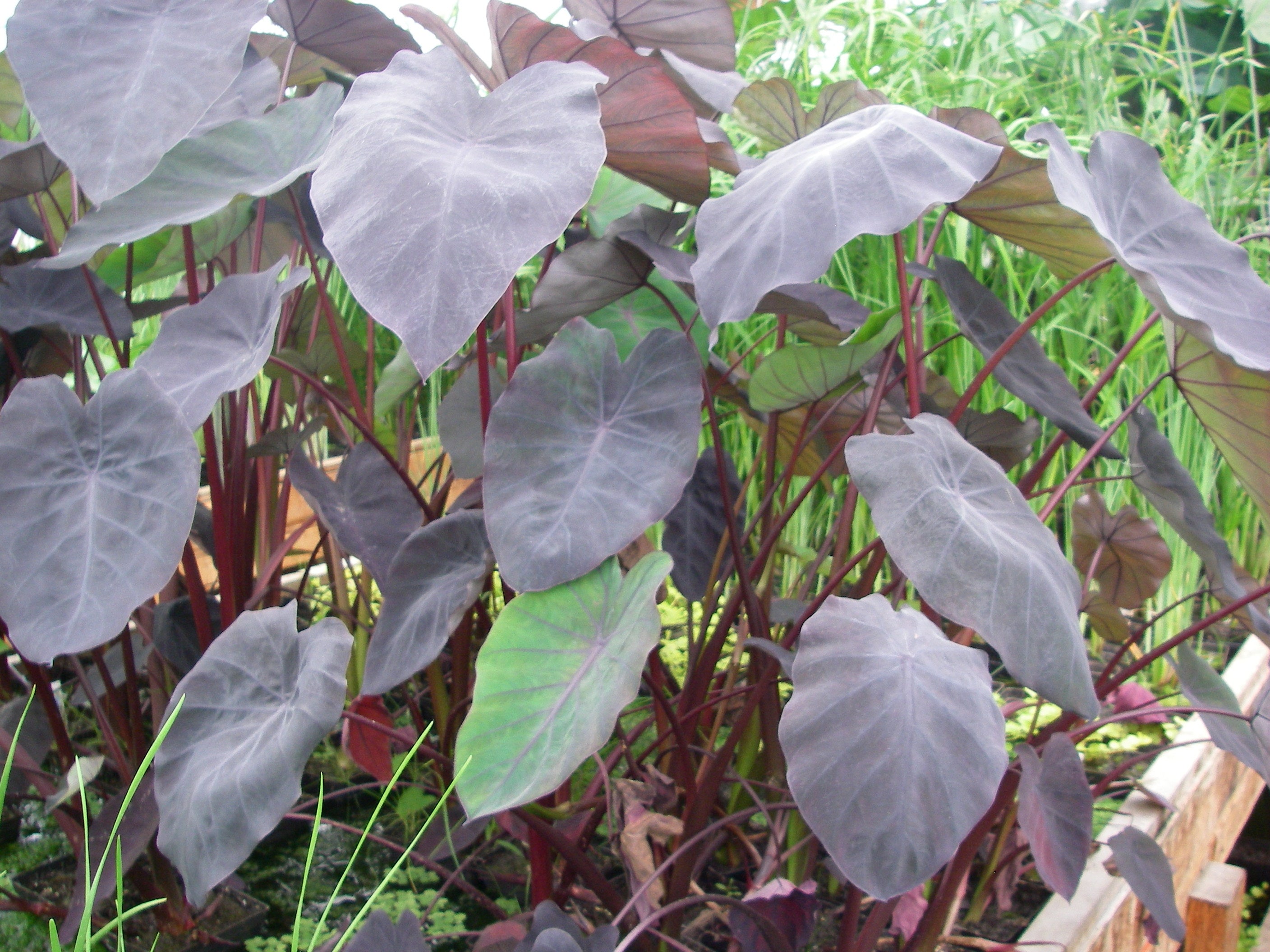 Colocasia esculenta Black magic - Aquaplantes