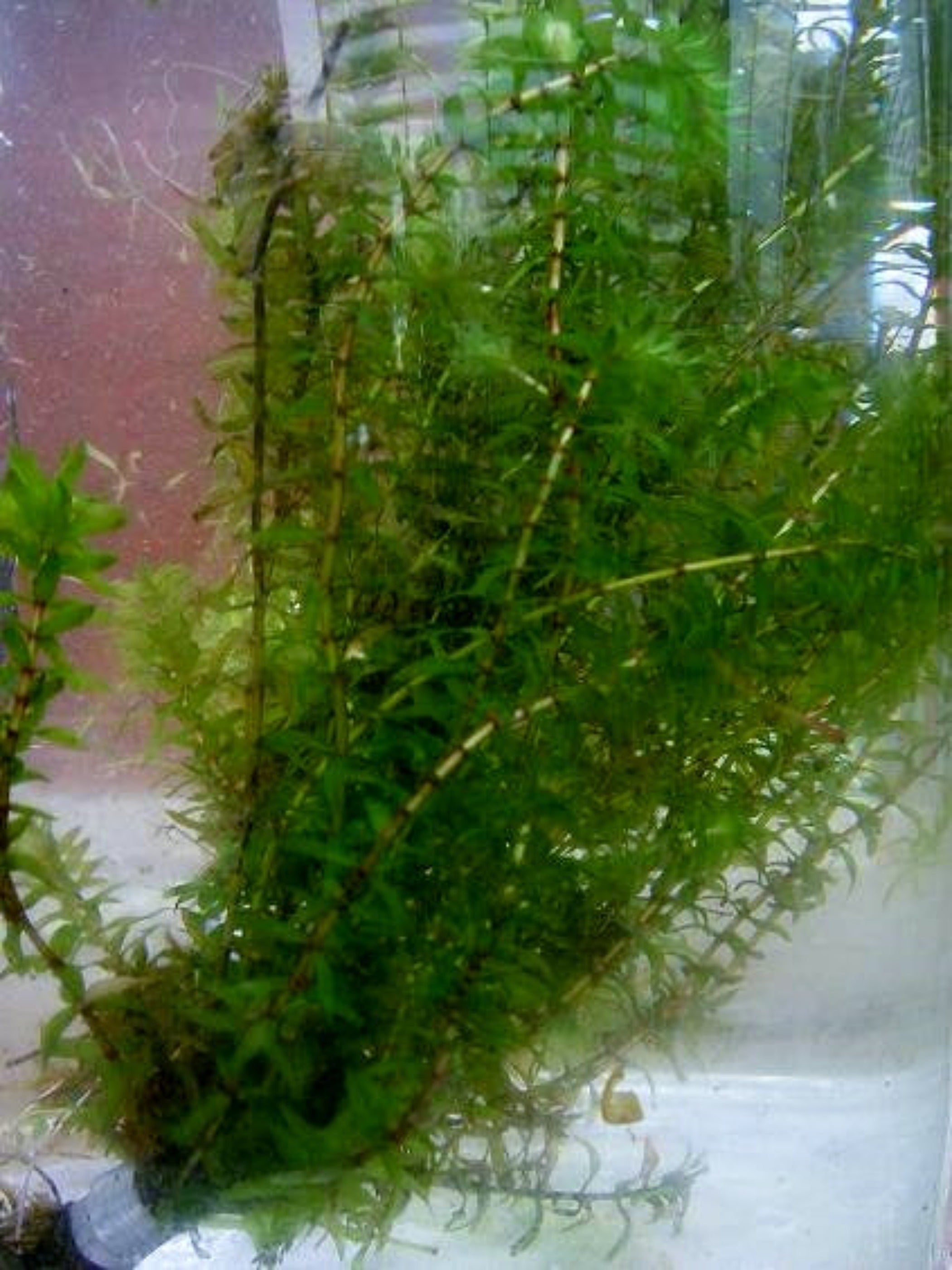 Elodea canadensis (élodée du Canada) - Aquaplantes
