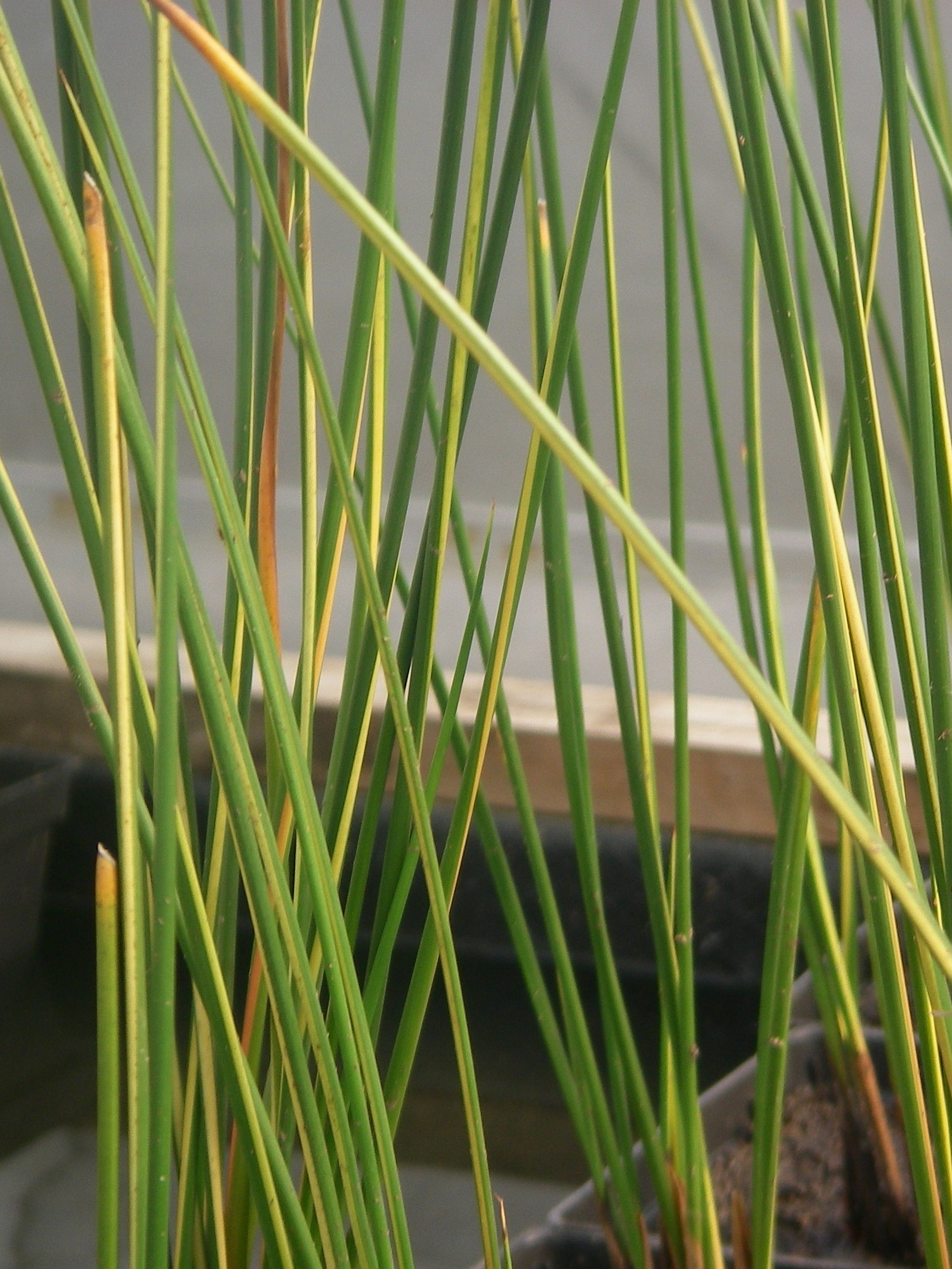 Juncus effusus «Gold strike» - Aquaplantes